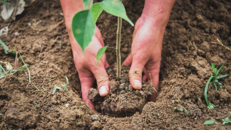 Tree Planting Activity – Why We Should Plant More Native Trees In Our ...